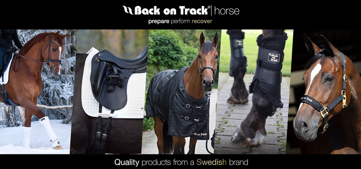 Horse – Back On Track NZ