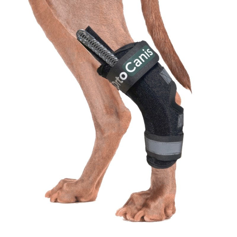 Hock Splint Brace - by OrtoCanis – Back On Track NZ